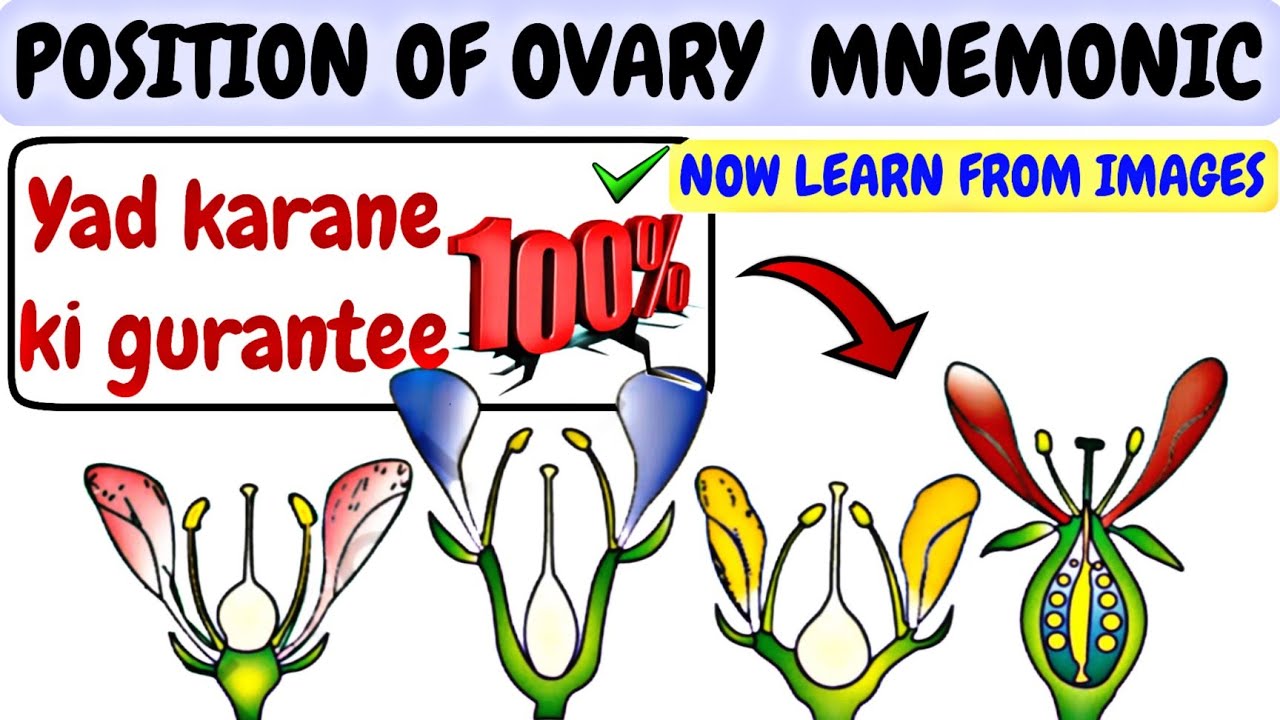 HYPOGYNOUS , PERIGYNOUS , EPIGYNOUS concept and examples mnemomics # ...