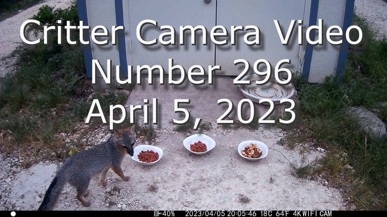 Critter Cam Video 296 April 5, 2023 in 4K #CritterCamera #TrailCamera ...