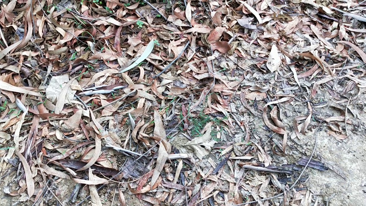 Ukliptus tree ya safeda ka ped - YouTube