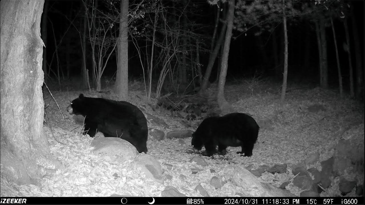 Crazy Trail Camera Compilation (October 2024) - YouTube