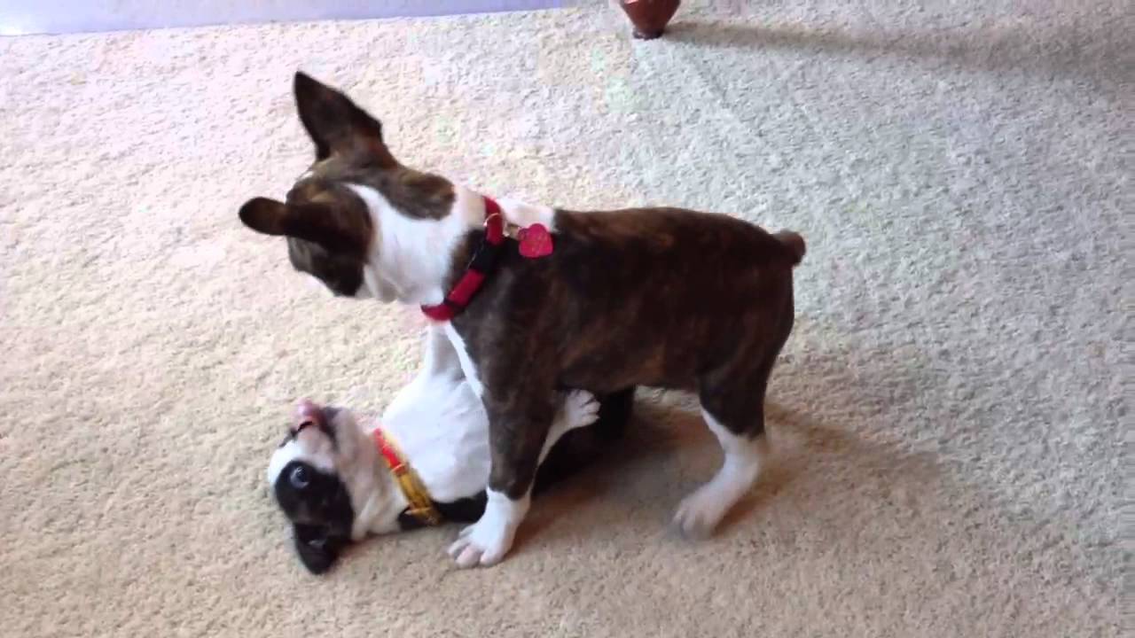 Boston terrier and Frenchton puppies playing - YouTube