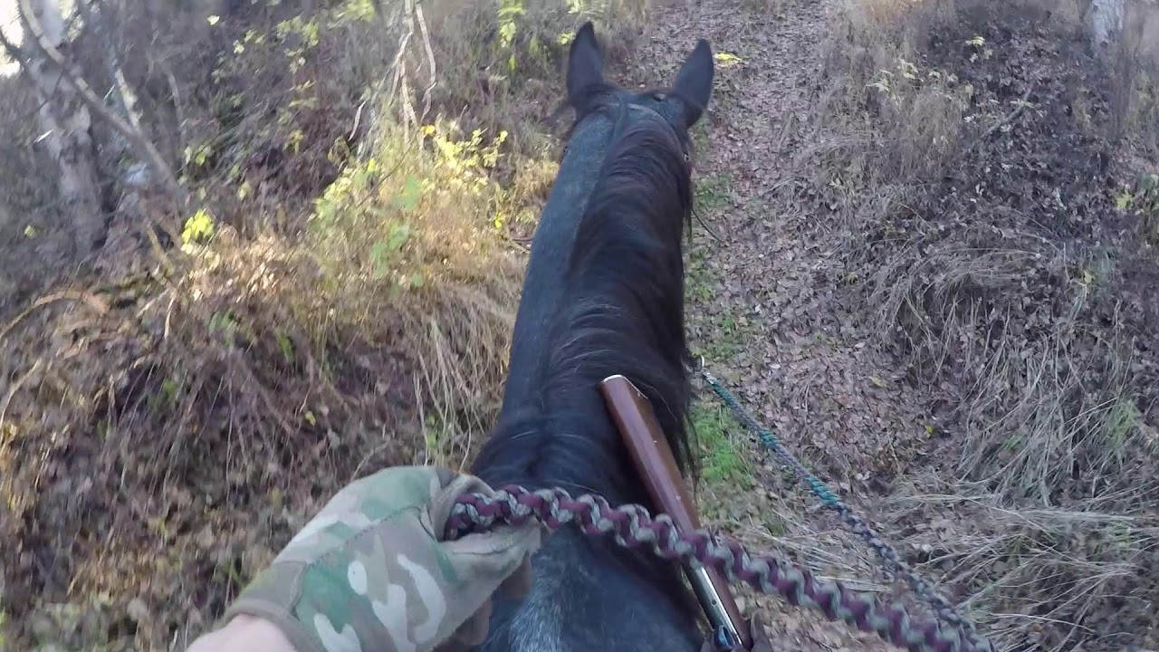 Horse Tack, The Perfect Saddle and Setup for Horseback Hunting and ...