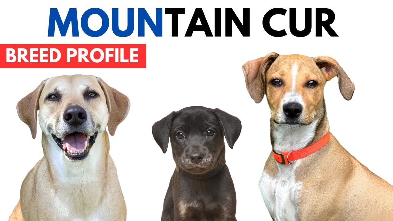 Mountain Cur Breed Profile History - Price - Traits - Mountain Cur ...