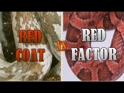 REDCOAT vs. RED FACTOR bei Kornnattern! Update 2022