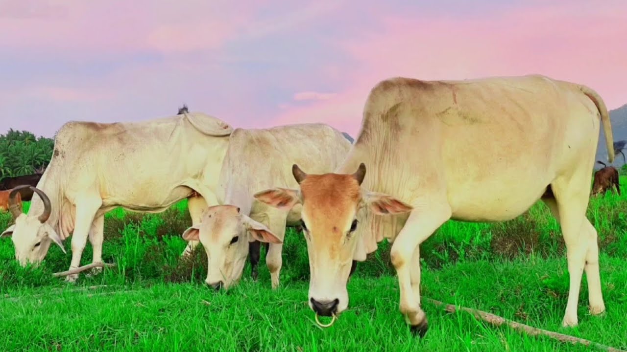 Sapi Lembu Putih Kampung Sedang Makan Ladang Sawah | Video Sapi Putih ...