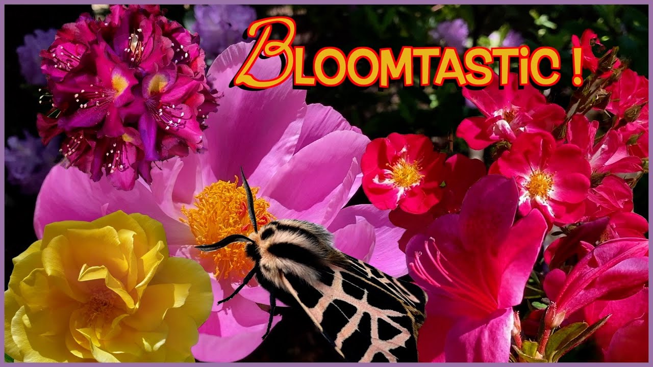 🌼 Bloomtastic !! | Shiitake Harvest & Many Creatures 🍄 - YouTube