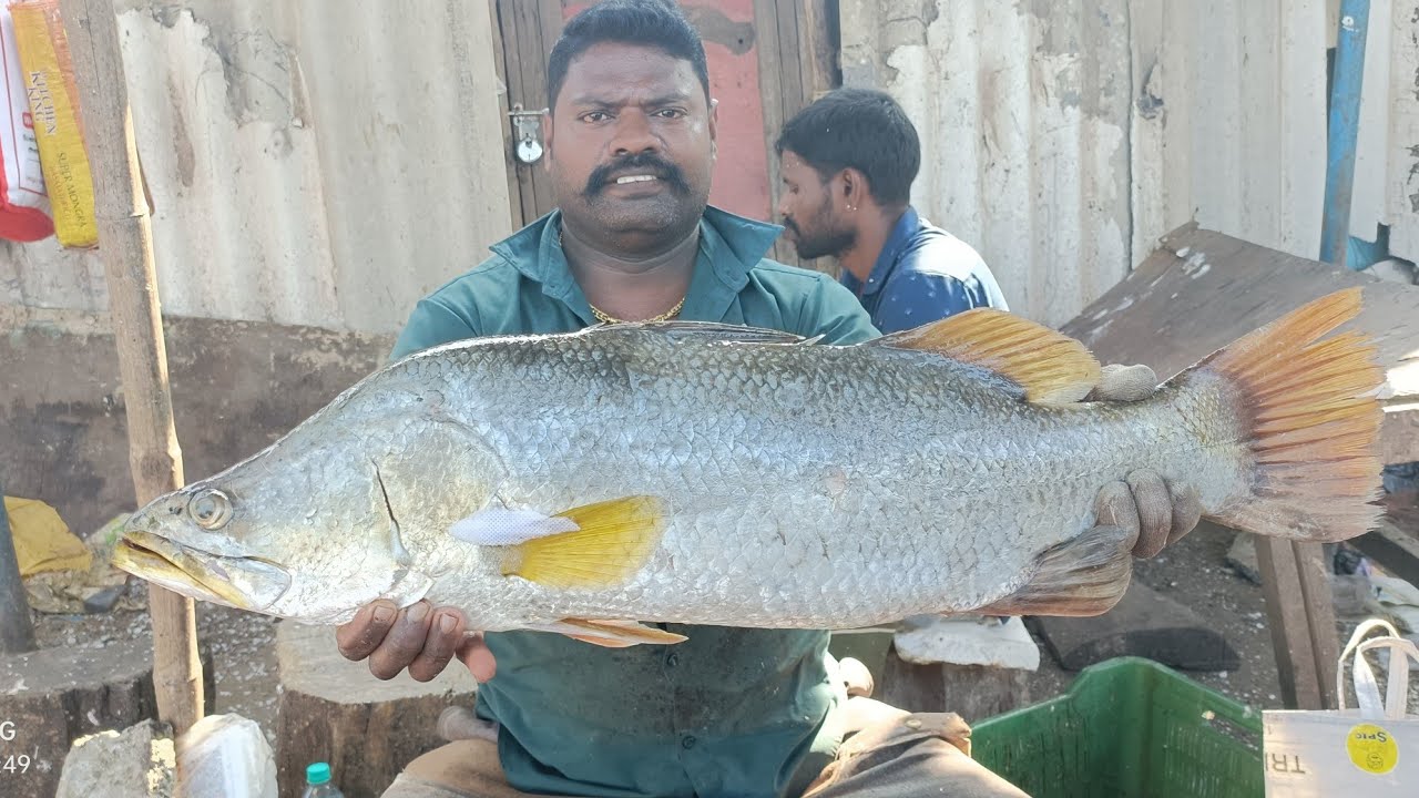 kasimeadu selvam koduva fish cutting - YouTube