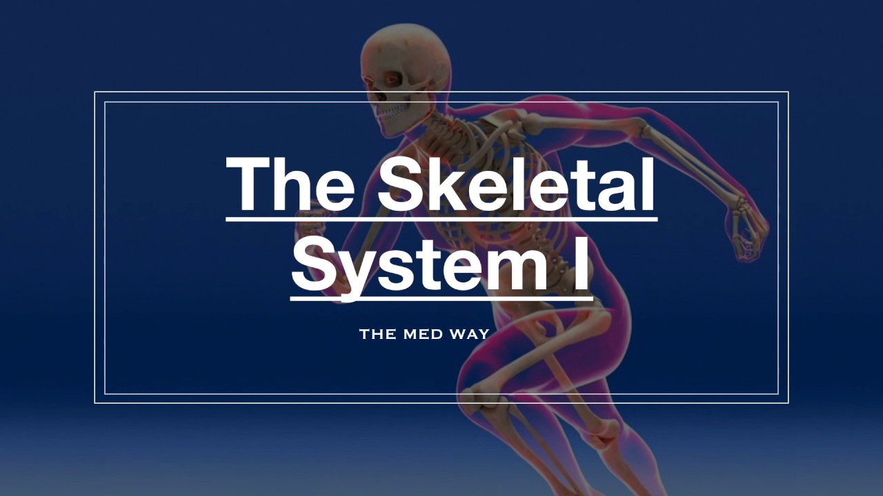 Skeletal System I: Anatomy & Physiology - YouTube