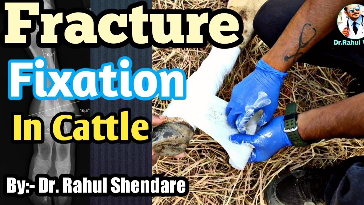 Fracture Treatment In Cattle | Fracture Management In Cattle | By Dr ...