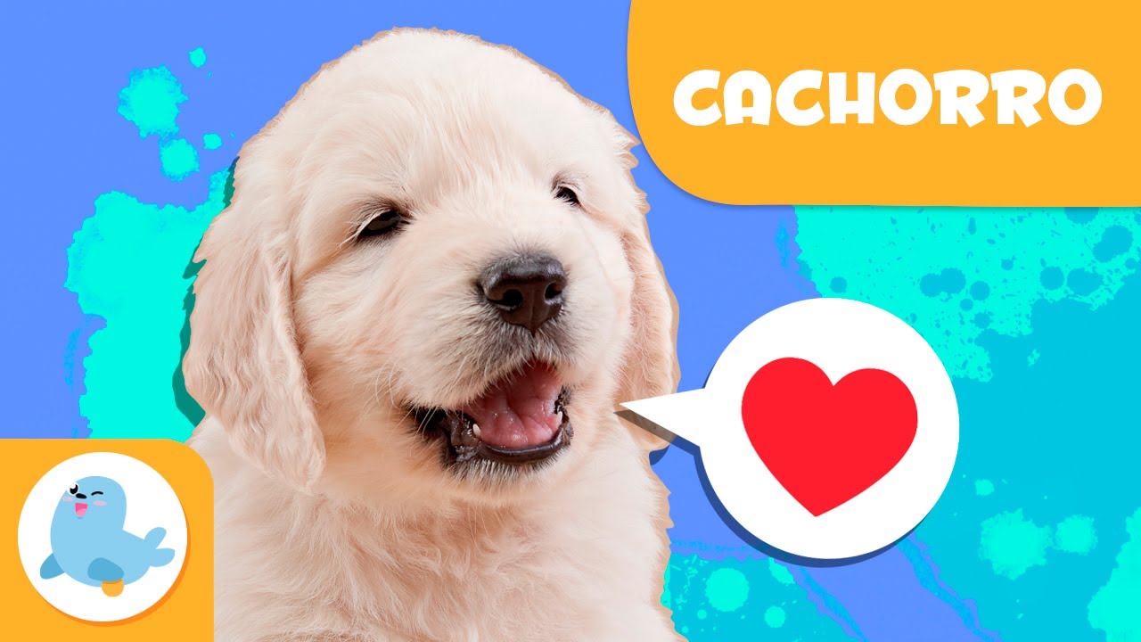 CACHORRO 🐶 Animais para crianças 🏡 Episódio 15 - YouTube