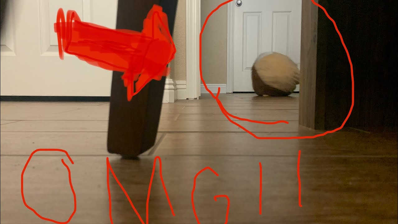 Mysterious Creature Caught on Camera in House - YouTube