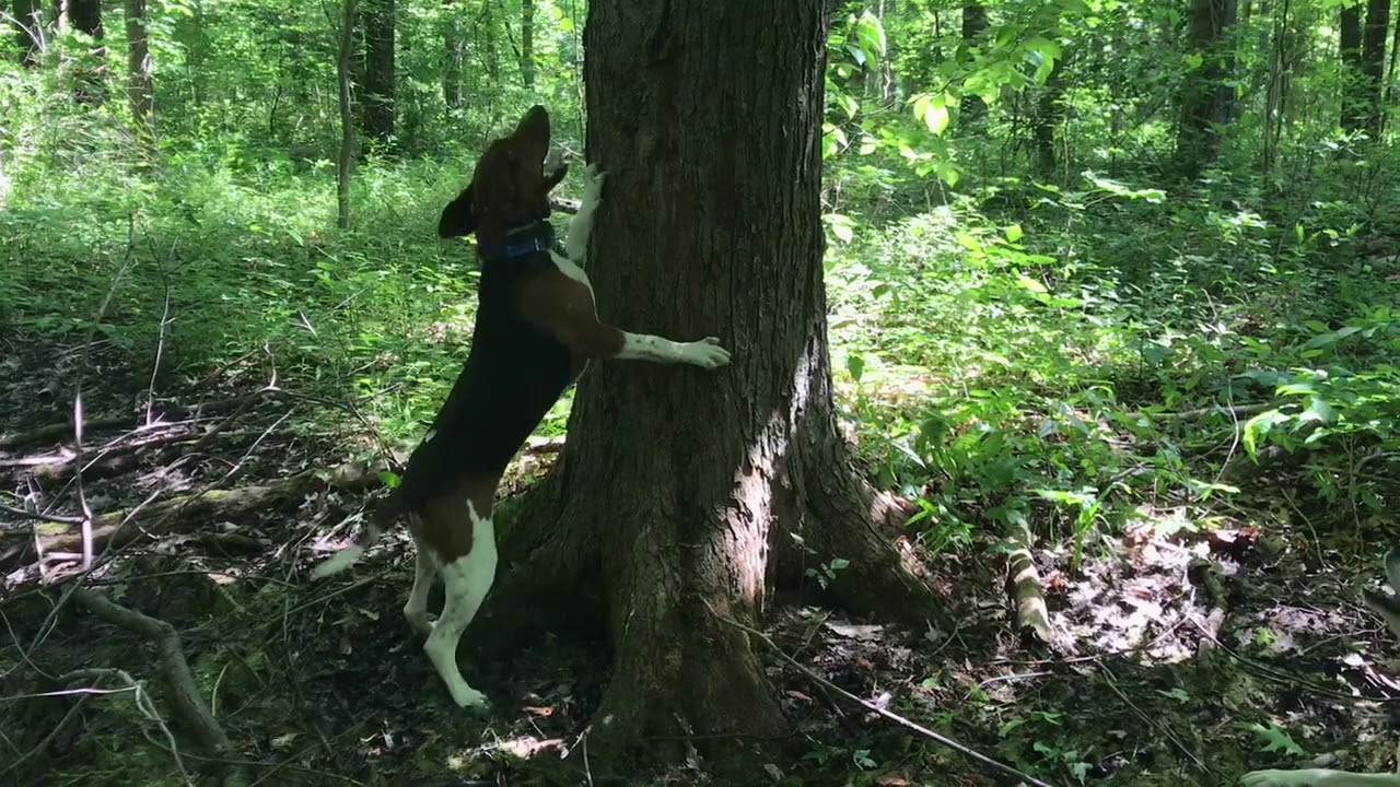 Treeing Walker Pup Training On Treeing. - YouTube