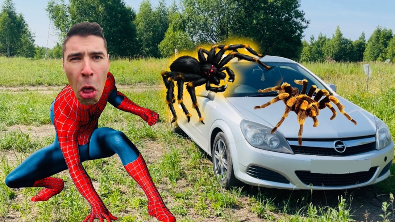 a Huge Spider Settled on the Hood of my sports Car - YouTube
