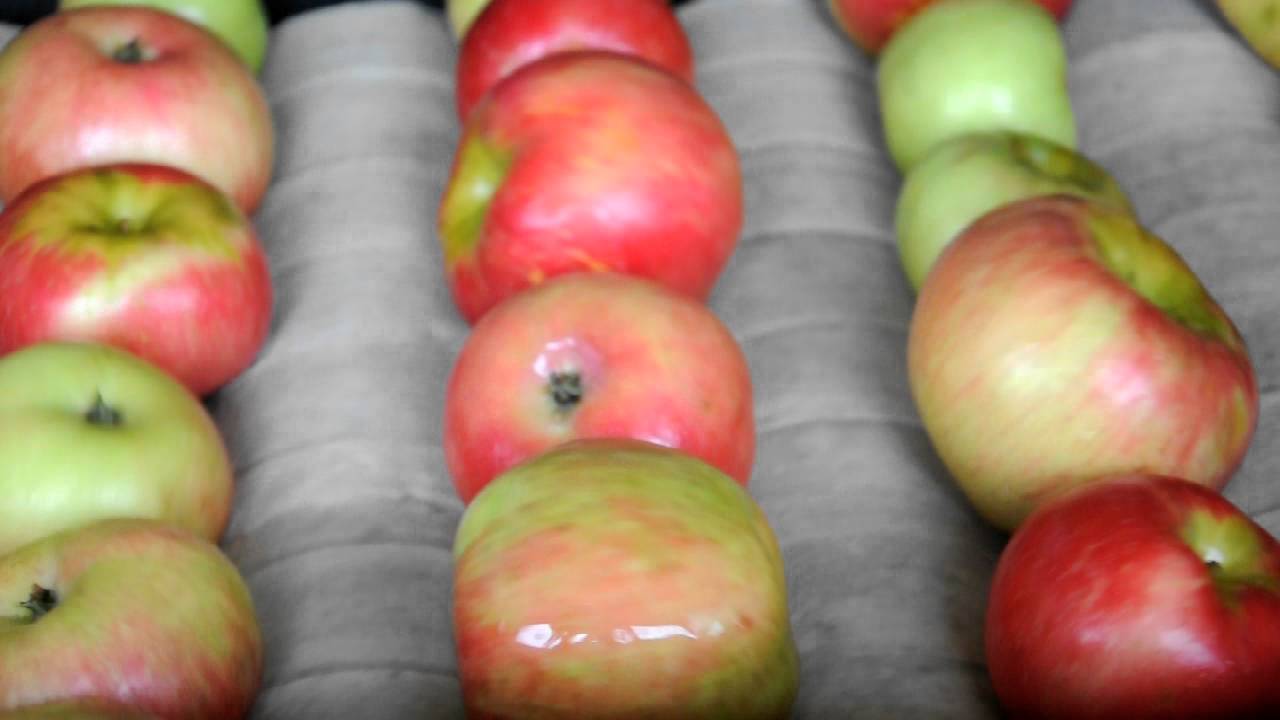 Apples (roll over, roll over) - YouTube