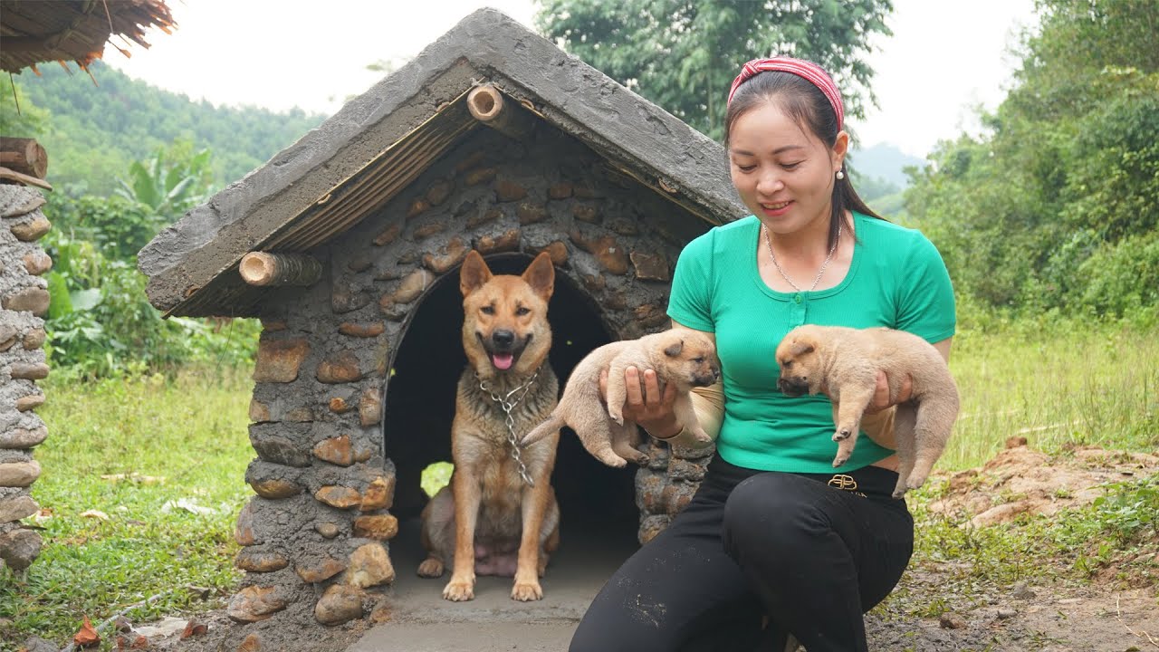 Building dogs house with stone, Lovely little dog / Animals care ...