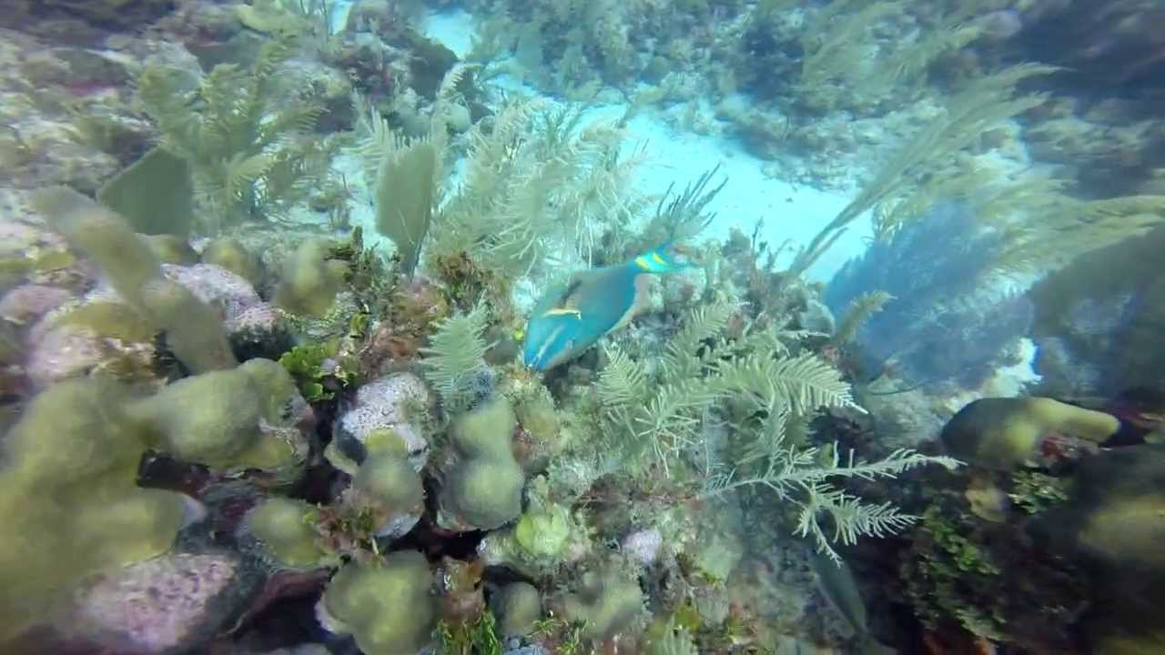 Scuba Diving GoPro: Maro Reef - Riviera Maya, Mexico - YouTube