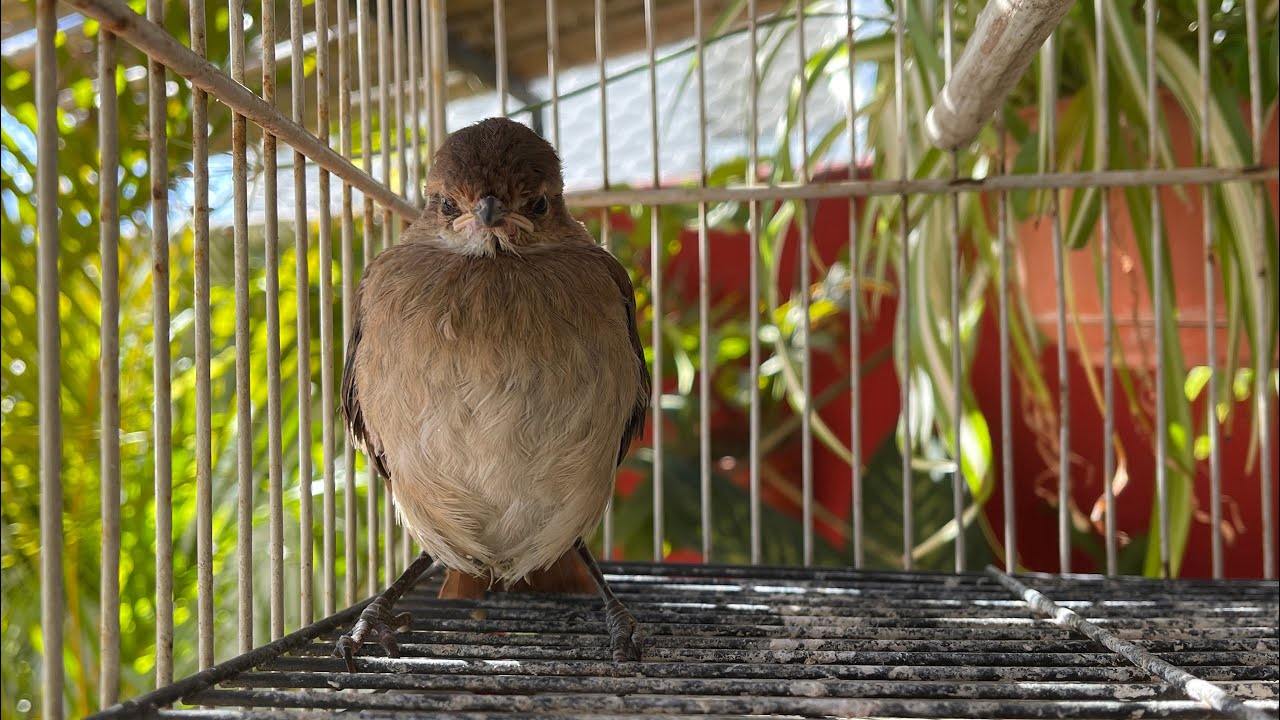 pichón de Hornero - YouTube