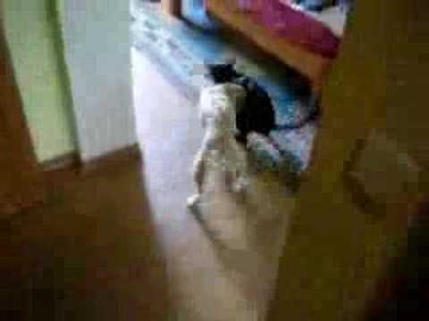 2 Köpek 1 Kediye Karşı :S