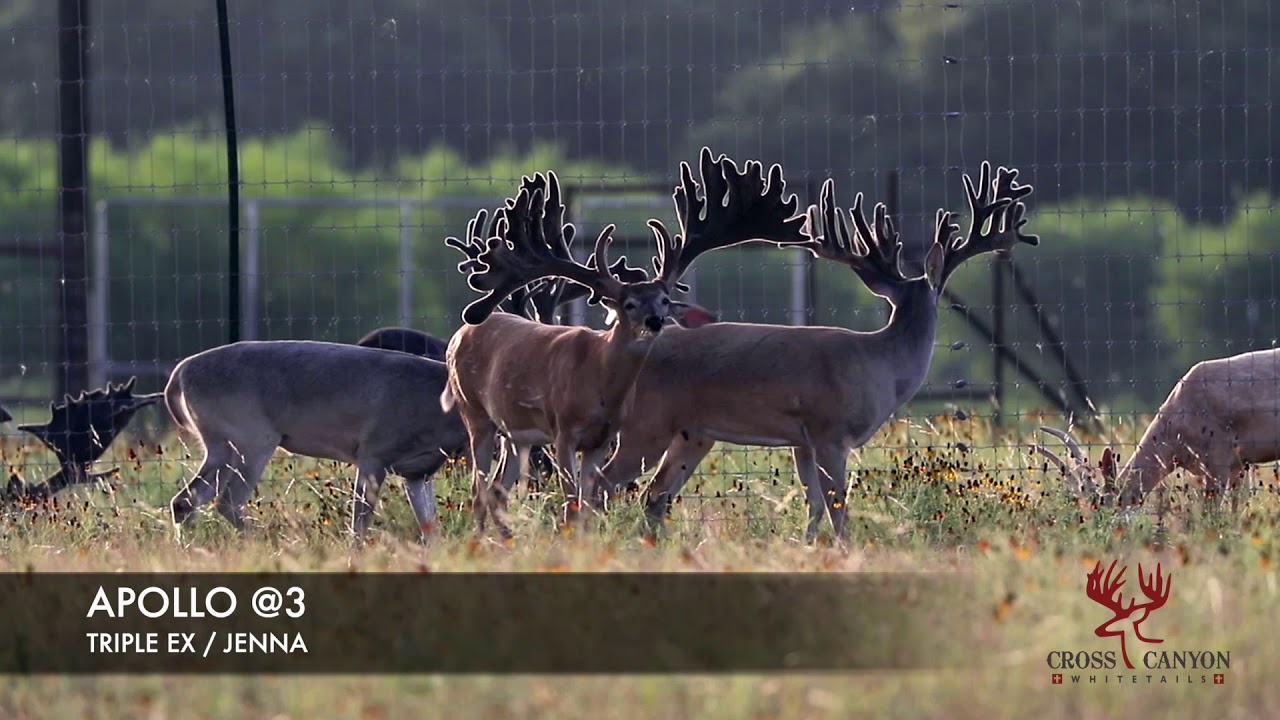 Apollo | Cross Canyon Whitetails - YouTube