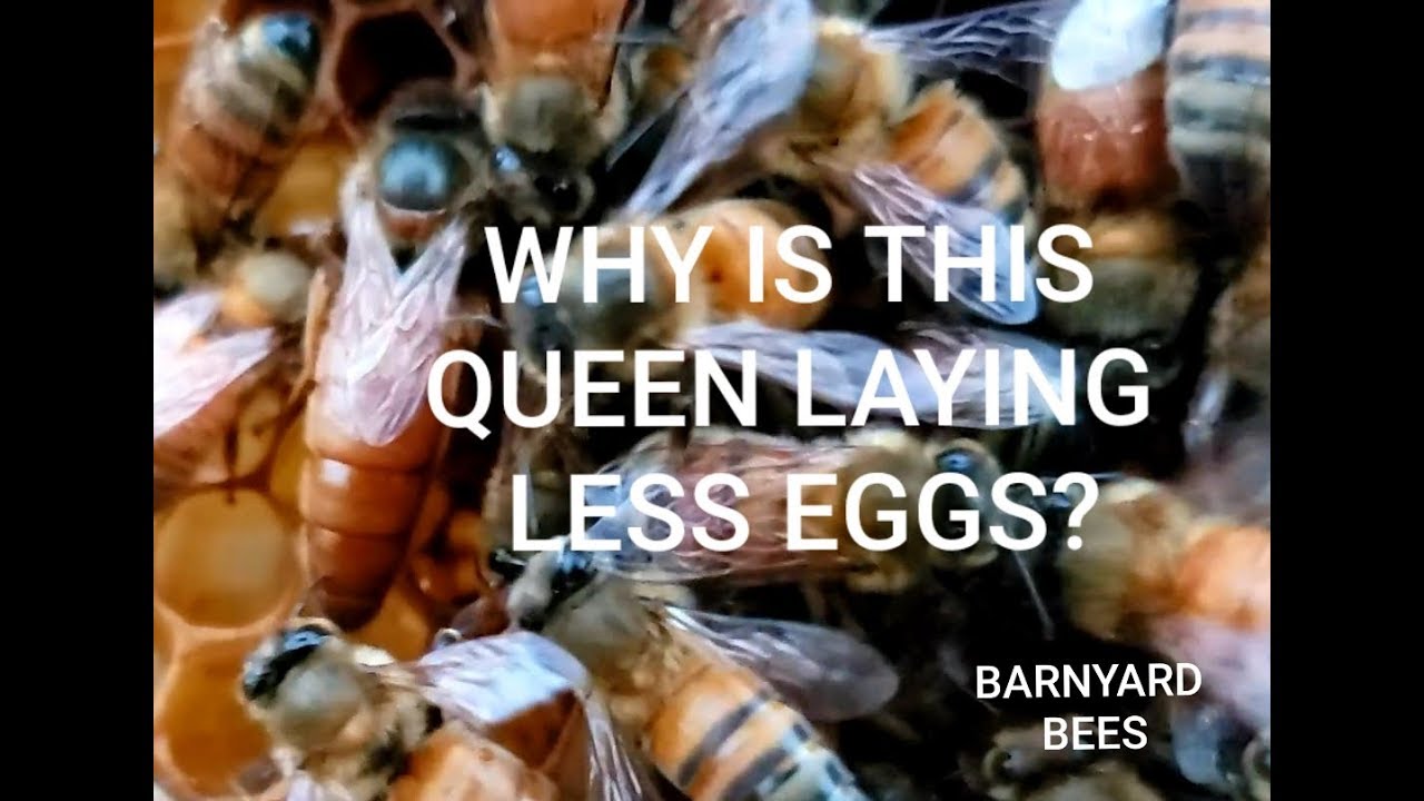 Beekeepers Do You Know Why Queen Is Laying Less? - YouTube