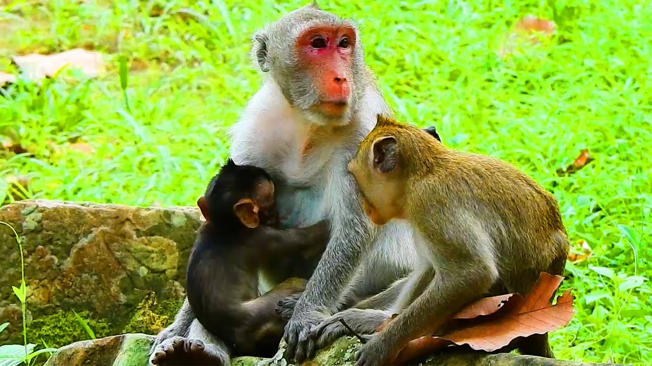 MG! Janna Monkey Jealous Jazzy Monkey Got Milk From Jane Monkey. - YouTube