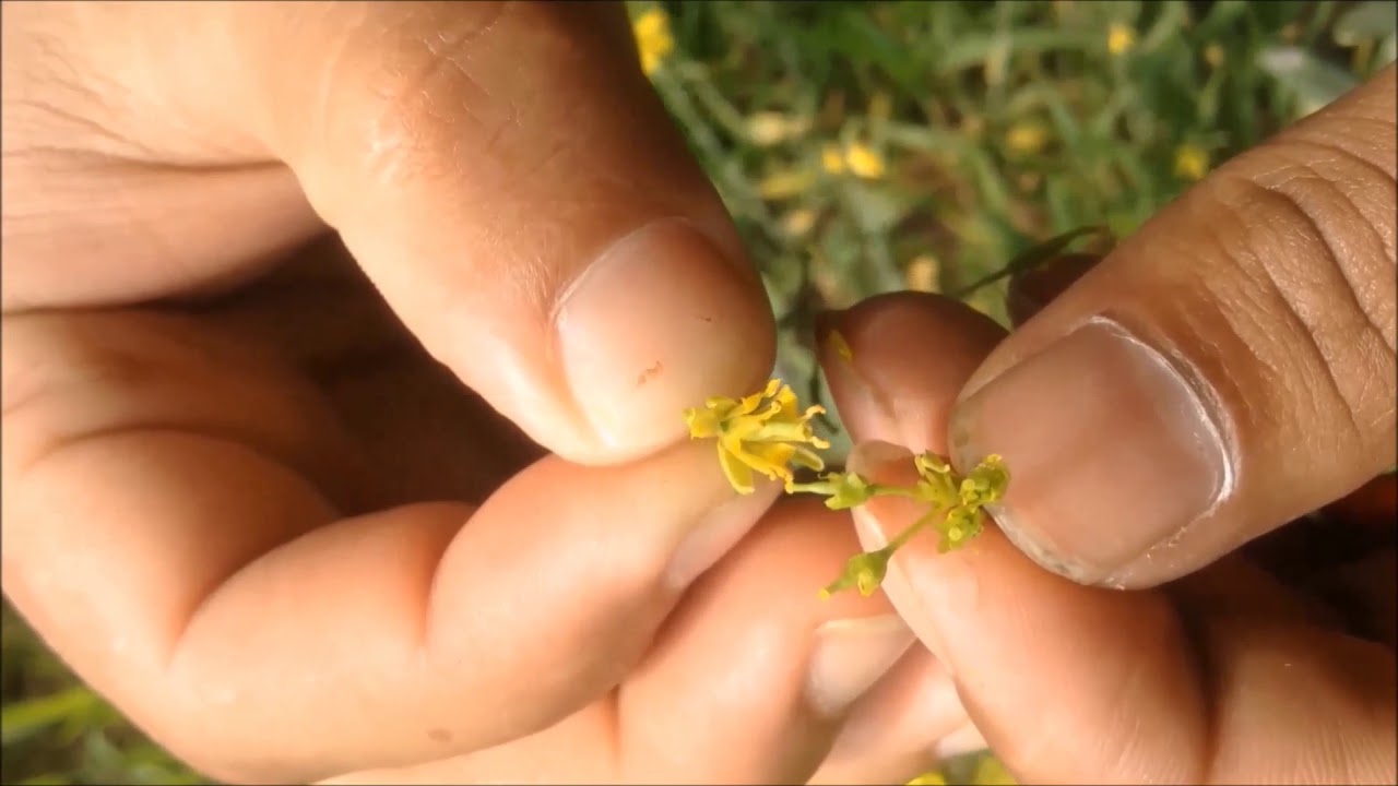 Emasculation Techniques In Mustard Plant YouTube emasculation-techniques-in-mustard-plant-youtube