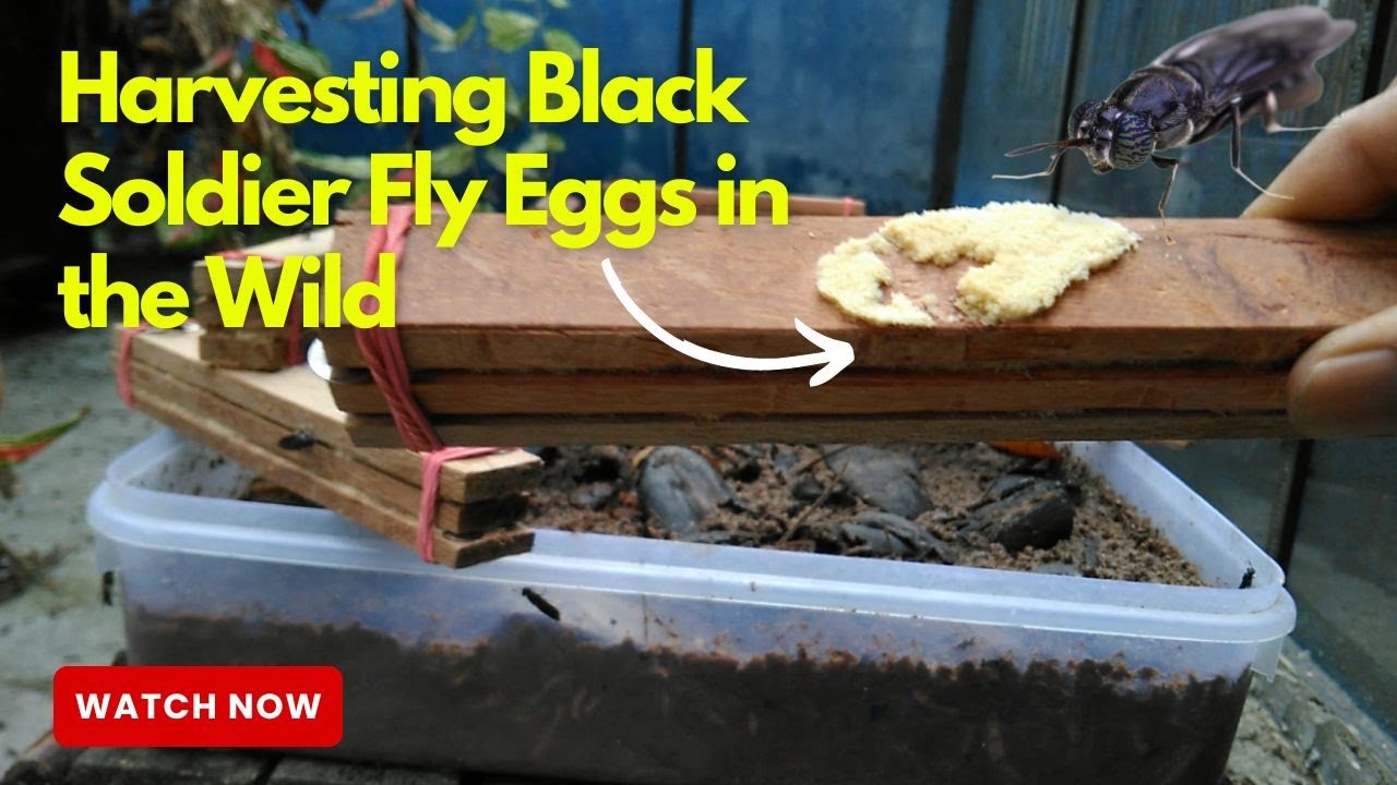 FREE !!! Harvesting Black Soldier Fly Eggs in the Wild - YouTube