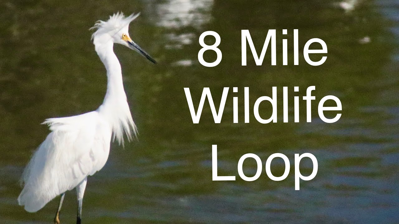 Forsythe Wildlife Refuge 8 Mile Wildlife Loop Wildlife Drive - YouTube