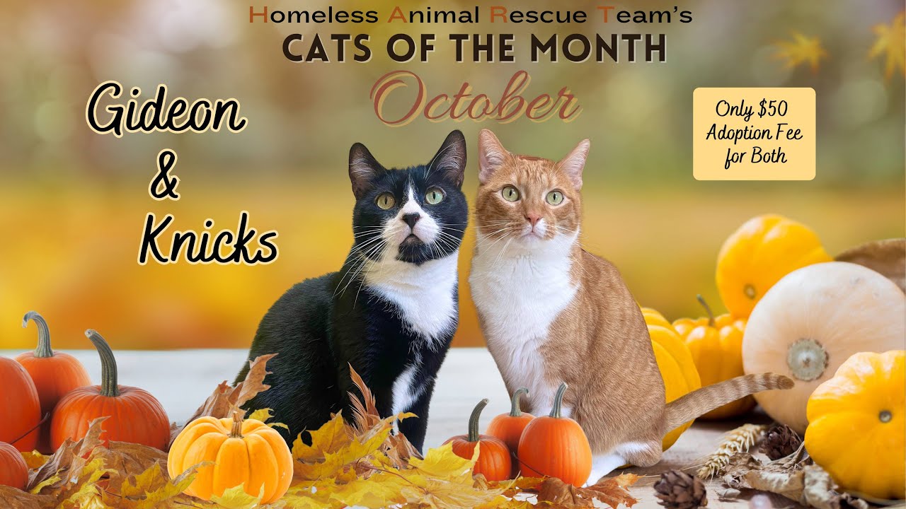 HART's October Cats of the Month - Gideon & Knicks! - YouTube