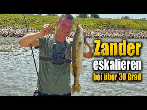Mittags bei 30 Grad am Fluss🥵 -  Zander lieben das!🎣