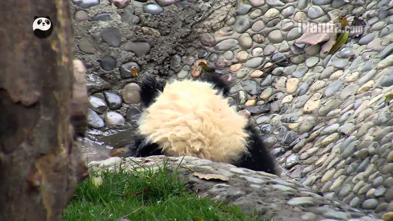 A dirty panda enjoying a good bath - YouTube