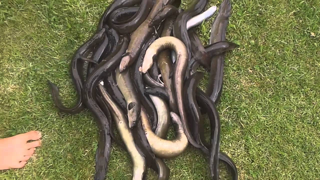 Eeling nz - YouTube
