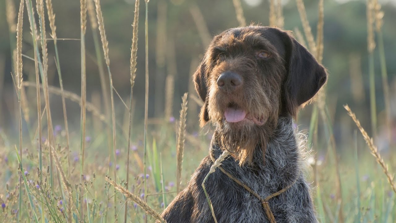 Meet the Wirehaired Pointing Griffon: Versatile Hunting Dog! - YouTube