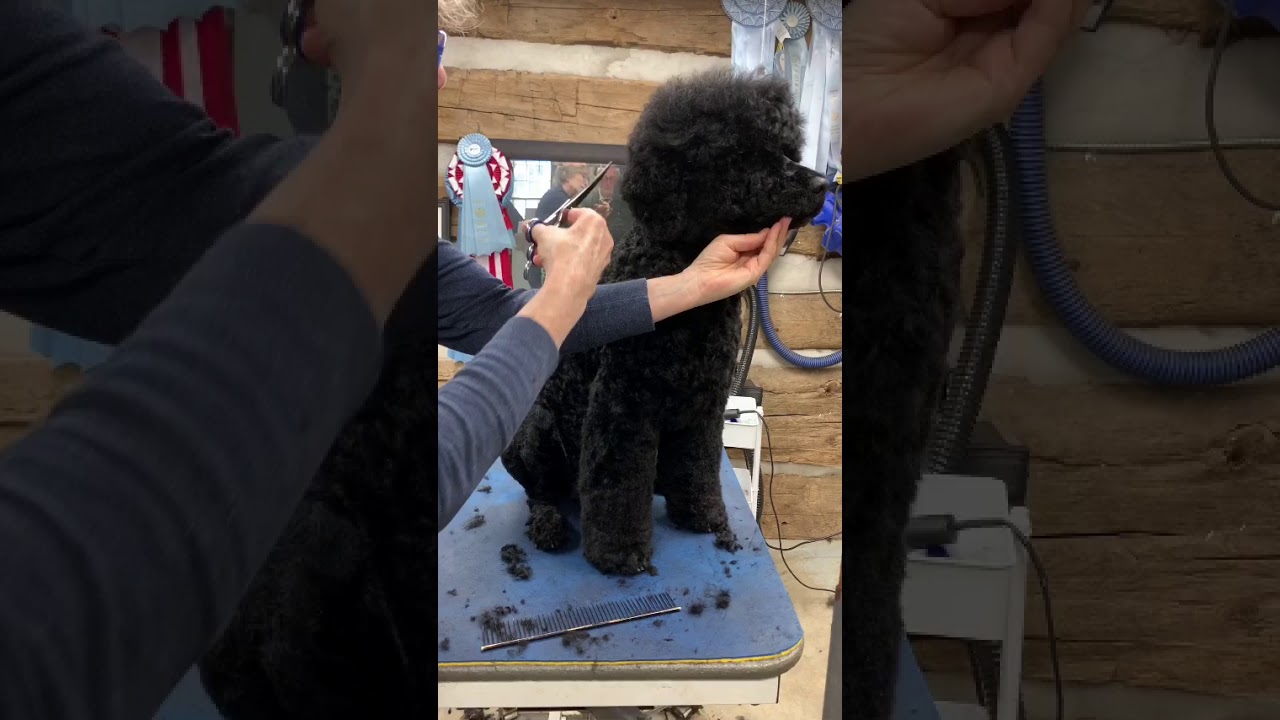 PWD Grooming- The Head - YouTube