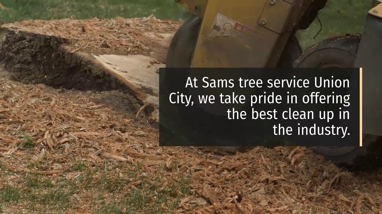 Tree Removal Union City | treeserviceunioncity.com | Call Now (510) 849 ...
