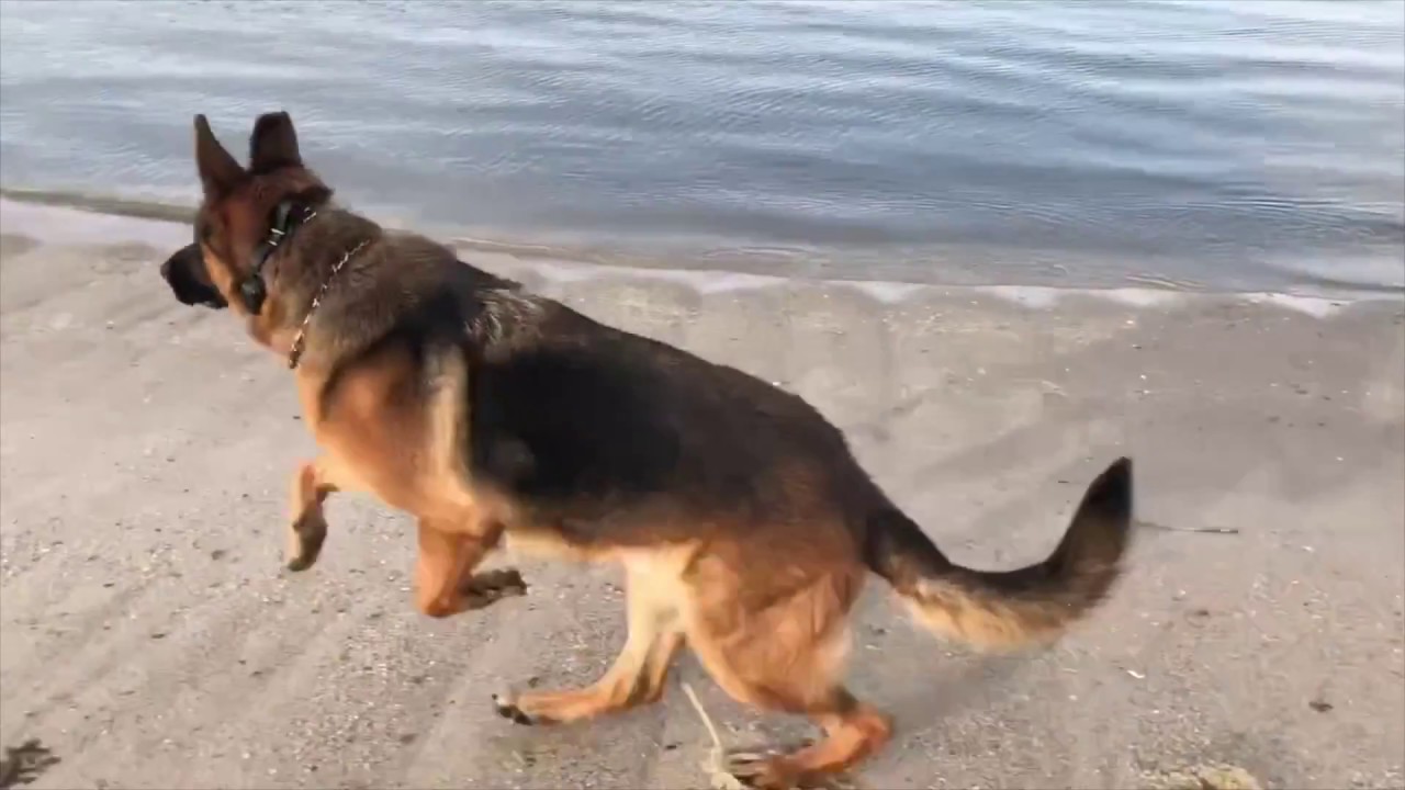 German Shepherd "Shiloh" l Epic Transformation l Dog Trainers of ...