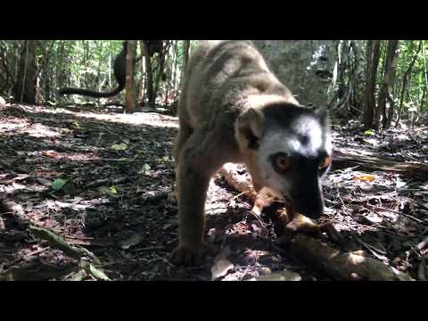 Lemurs Drinking from a Snail Shell in Madagascar