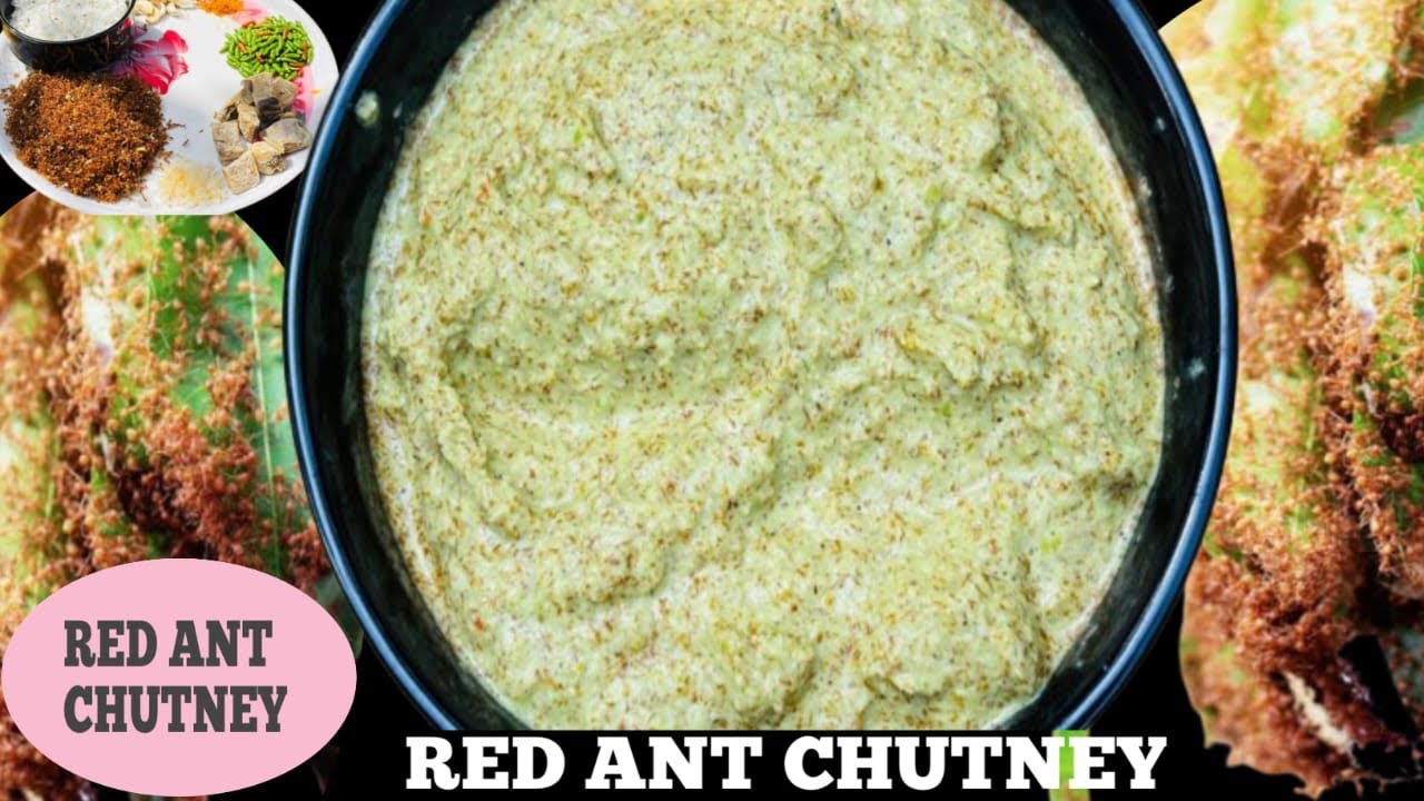 Simple red ant chutney recipe / red ant chutney / Malnad special ...