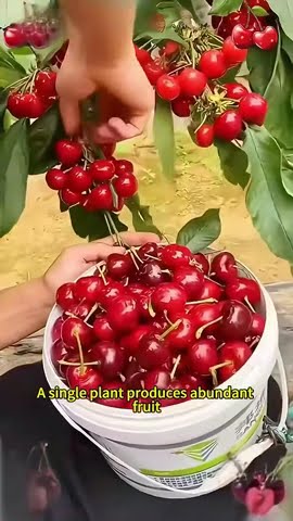 Fully Imported Chilean Chelsea Seeds - YouTube