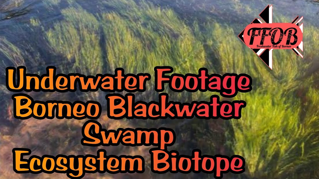 Underwater Footage Borneo Blackwater Swamp Ecosystem Biotope - YouTube