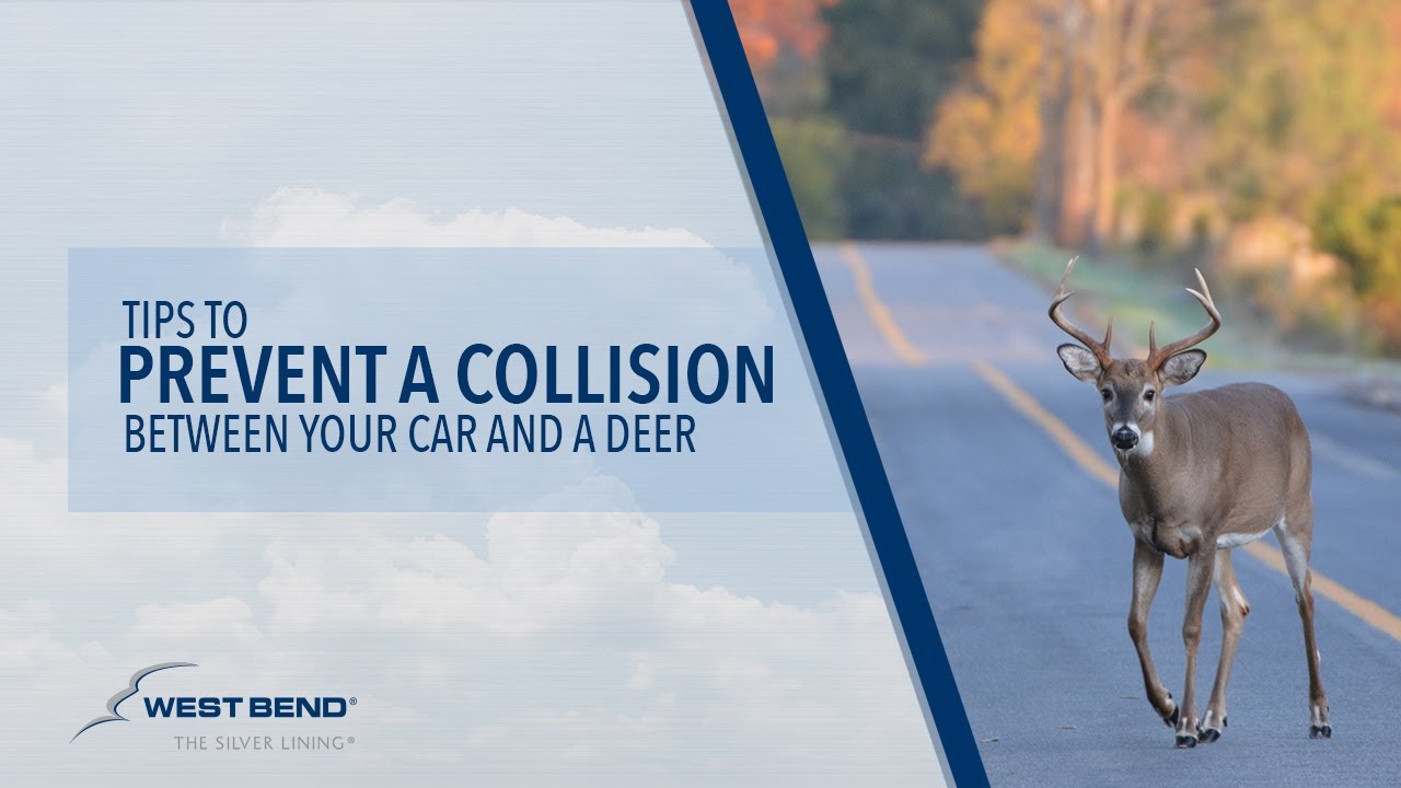 Tips to Prevent a Collision Between Your Car and a Deer - YouTube