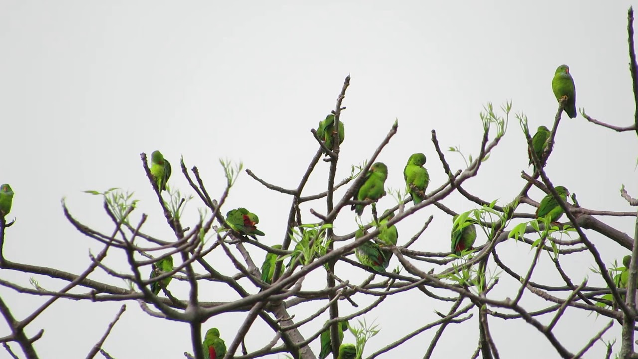 The Vernal hanging parrot (Loriculus vernalis) - Indian Bird Videos ...