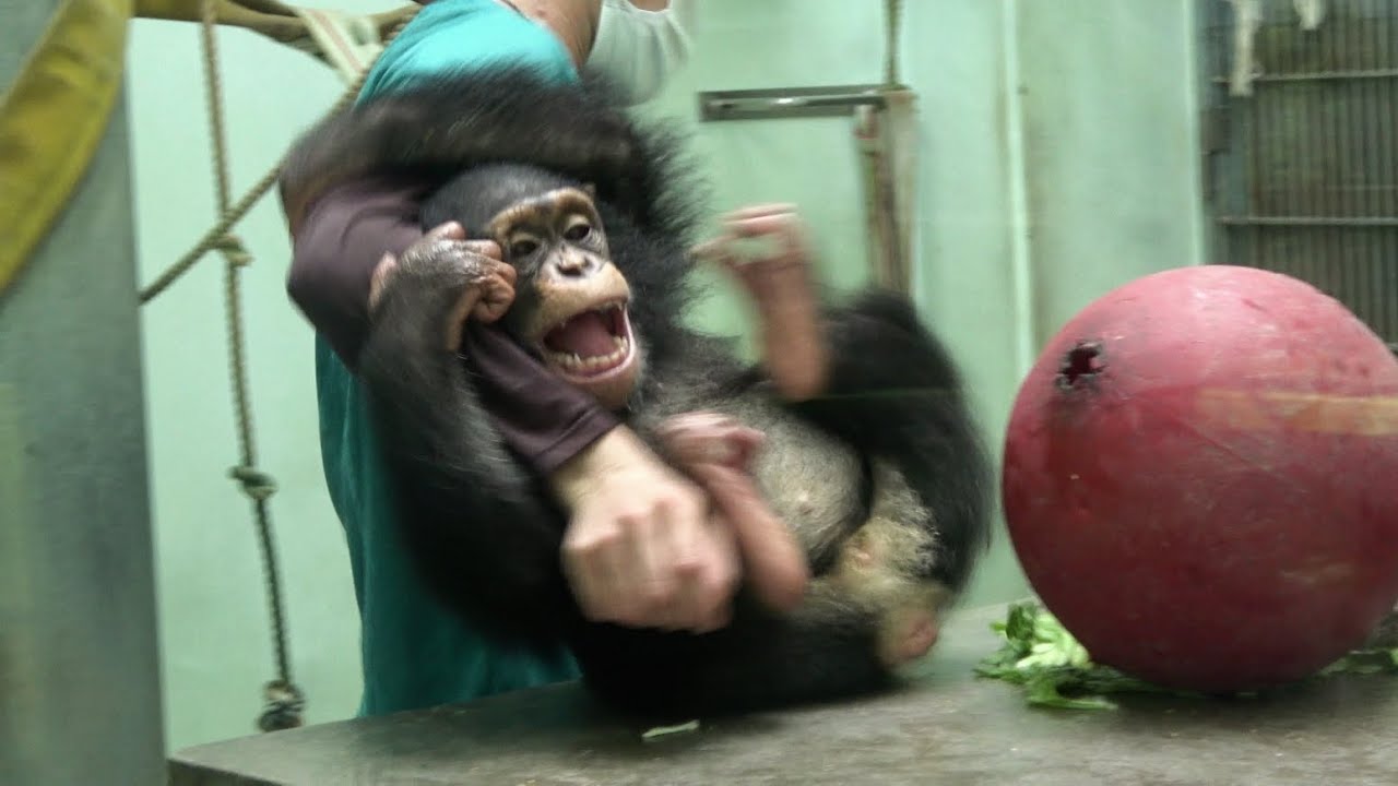 🎶Can't stop playing happy MOKOICHI! 毎日モコイチｸﾝ Chimpanzee Okinawa Zoo ...