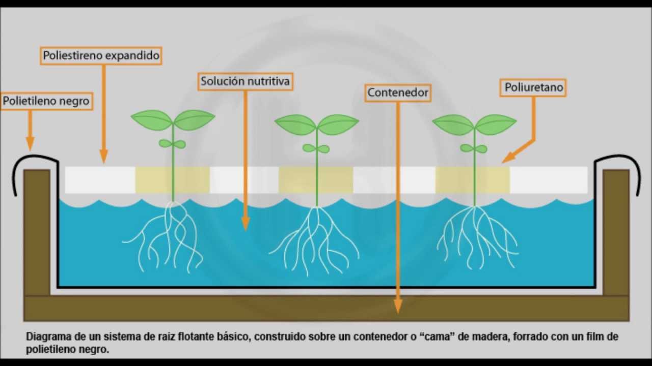 Cultivo De Raíz Flotante La Hidroponia Raíz Flotante Y Sustrato