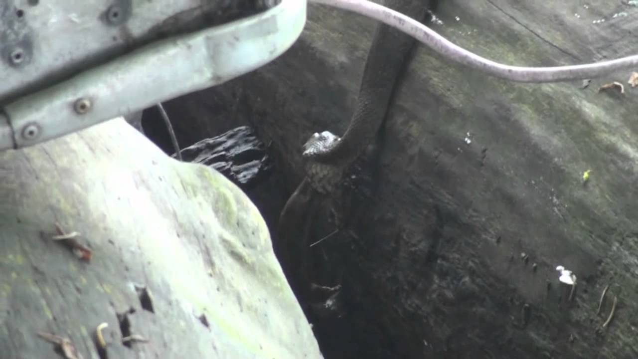 Snake Eats Hellbender at Cheat Lake - YouTube