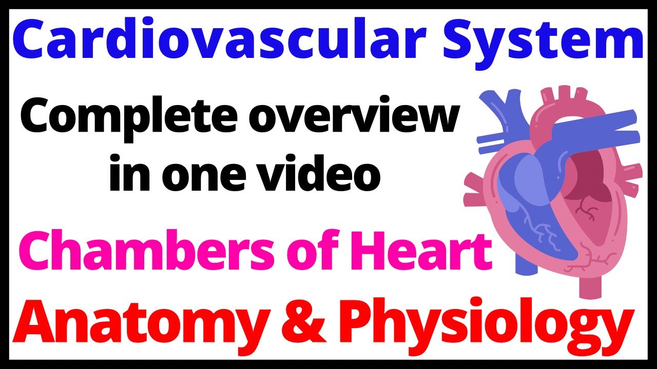 Chambers of Heart | Chamber of heart anatomy in hindi #nursingkit # ...