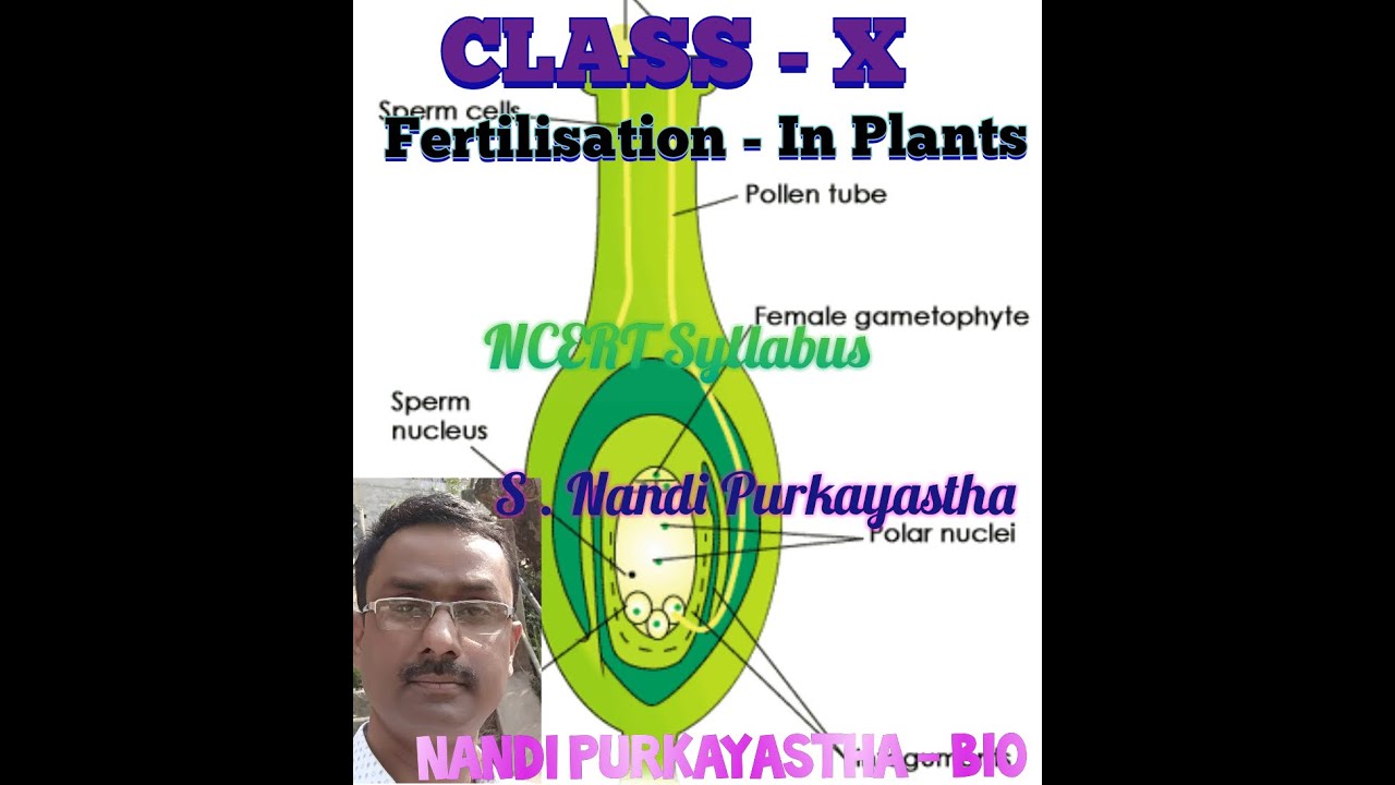 CLASS - X :FERTILISATION IN PLANTS - YouTube