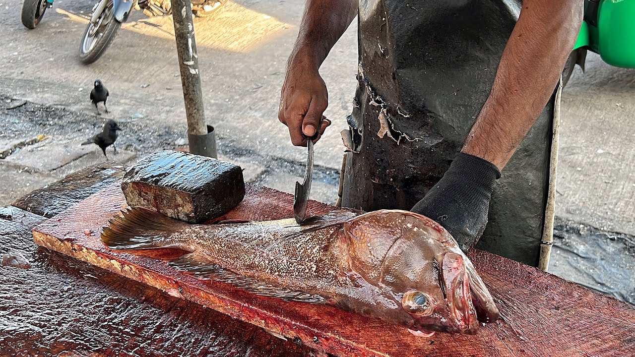 Big Eye Grouper Fish Cutting | Grouper Fish Cutting into Cubes - YouTube
