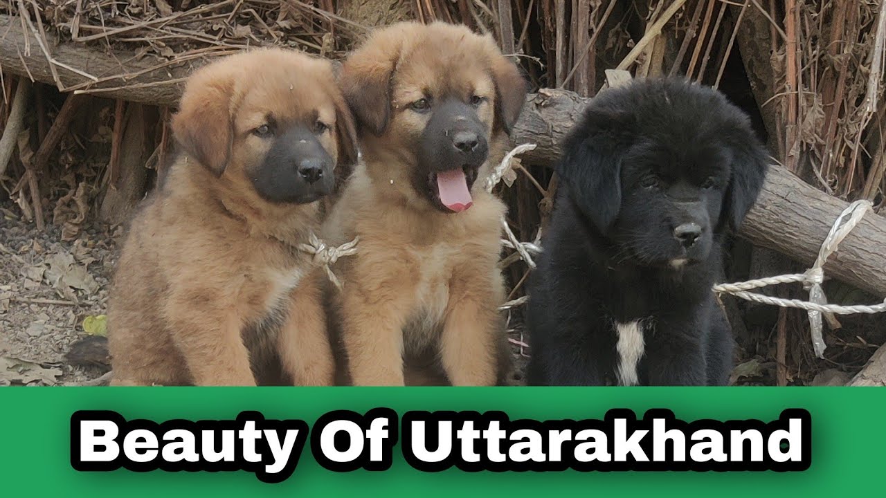 Pure Bhotia Puppy For Sale black colour female bhotia puppy Uttarakhand ...