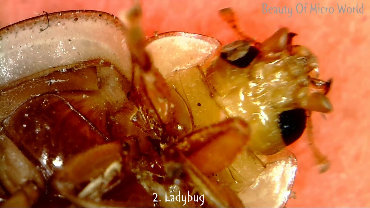 Insects under 500x Zoom [Part I] - YouTube